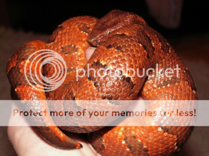 RED viper boa | Reptile Forums