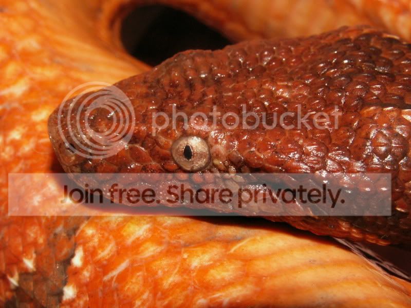 RED viper boa | Reptile Forums