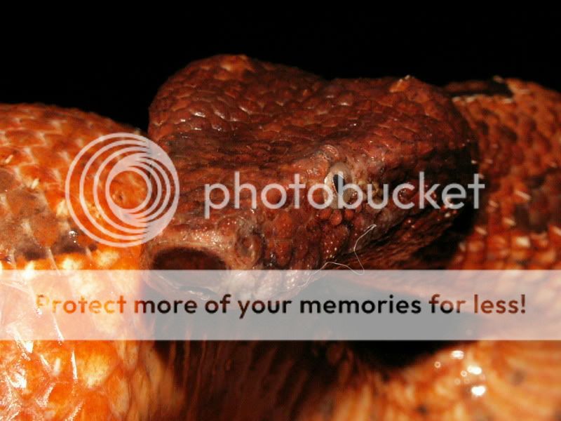 RED viper boa | Reptile Forums