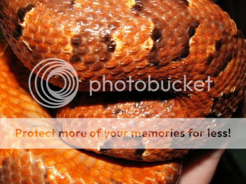 RED viper boa | Reptile Forums