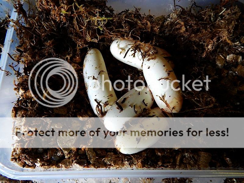 Barons racer eggs | Reptile Forums