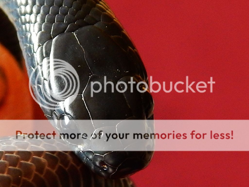 mexi black hatchlings | Reptile Forums