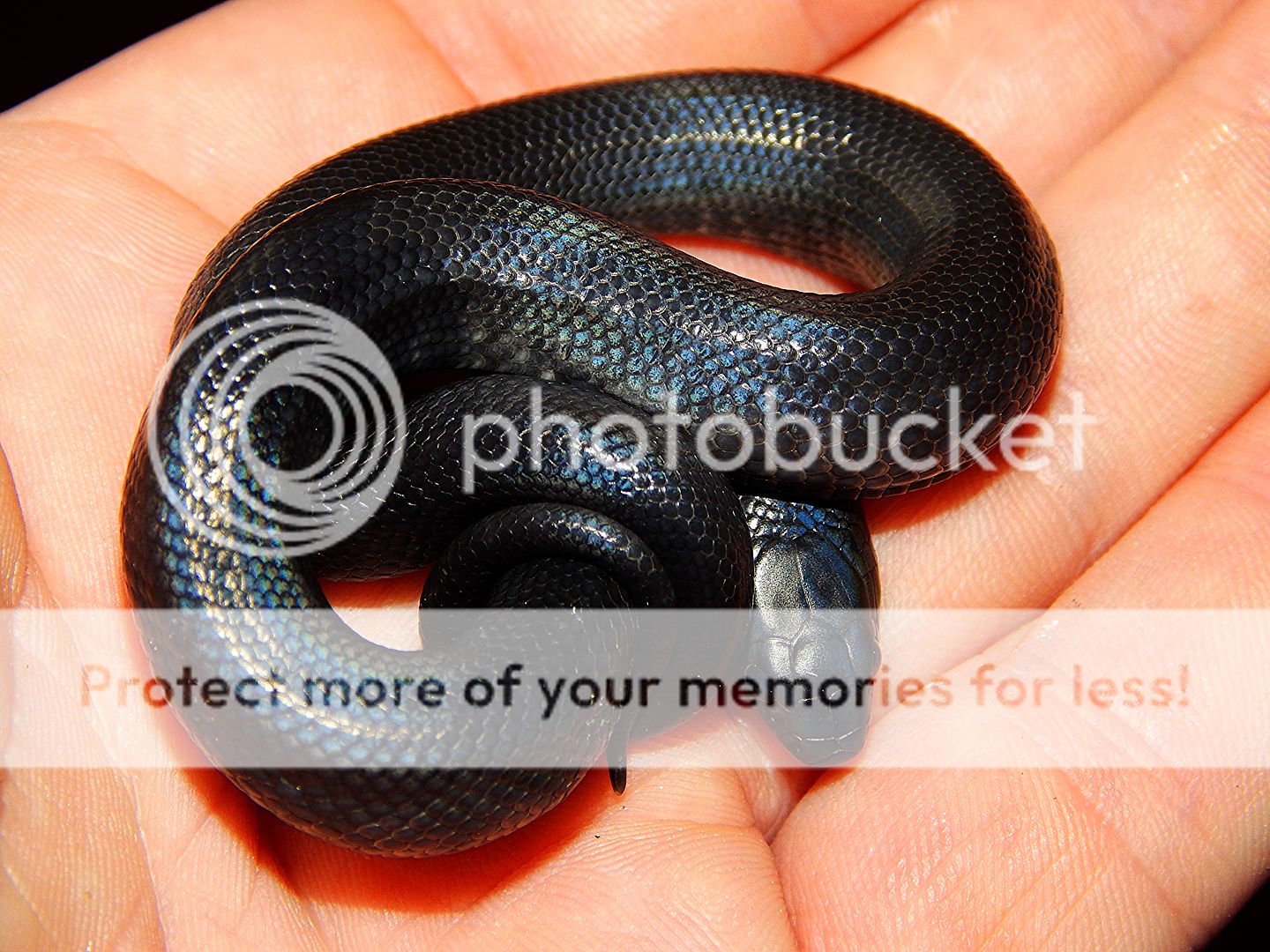 mexi black hatchlings | Reptile Forums