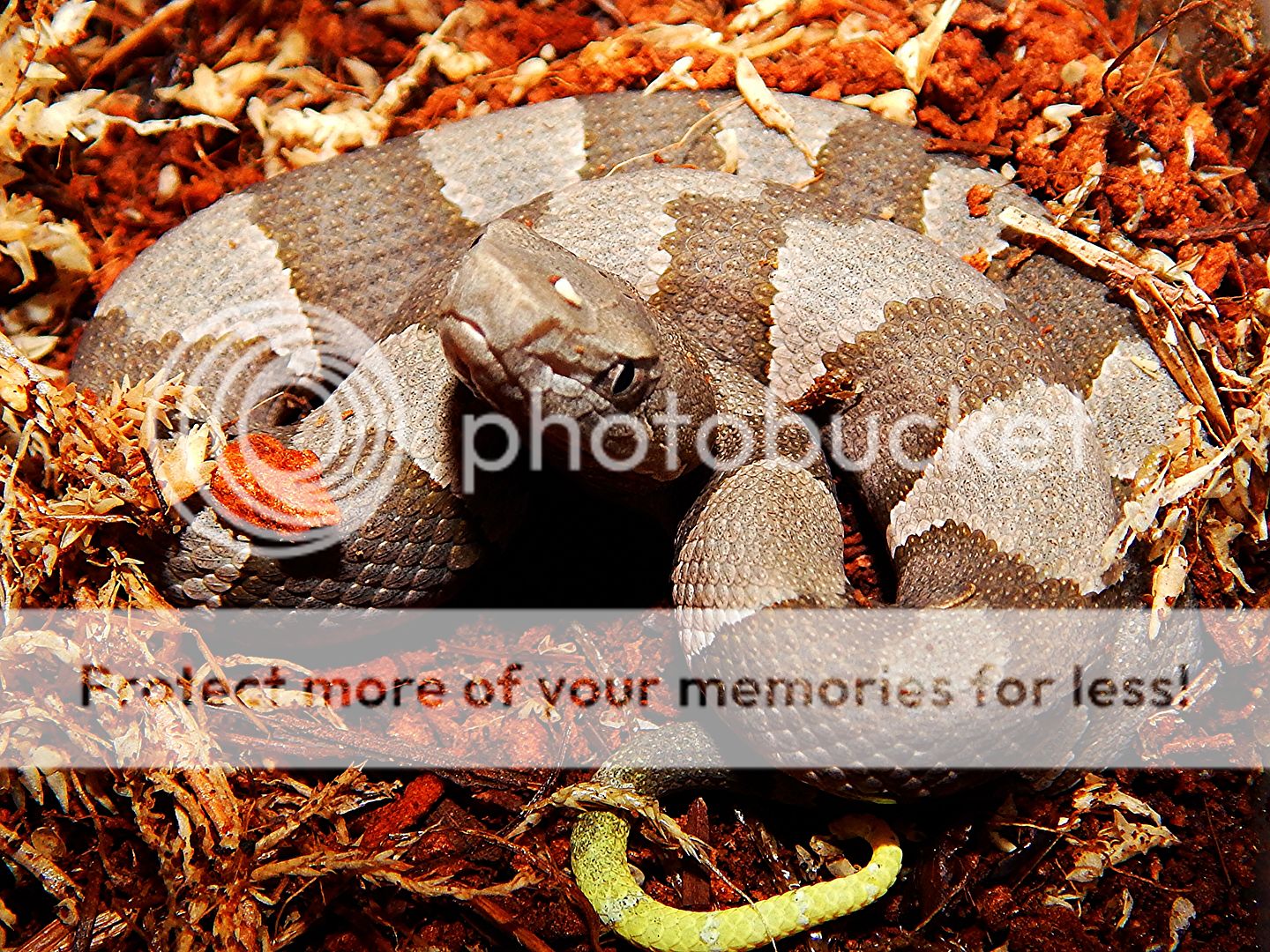 baby copperheads first shed | Reptile Forums