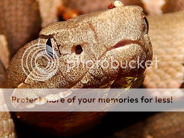 baby copperheads first shed | Reptile Forums