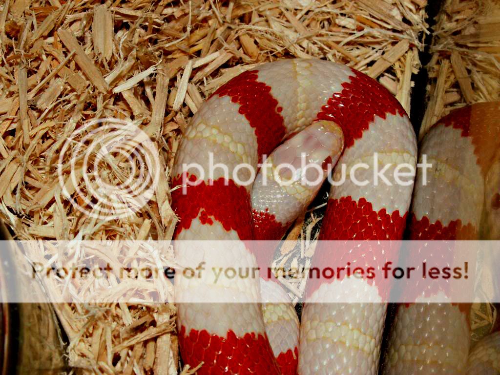 jungle corns and more | Reptile Forums