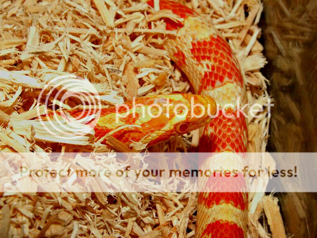 jungle corns and more | Reptile Forums