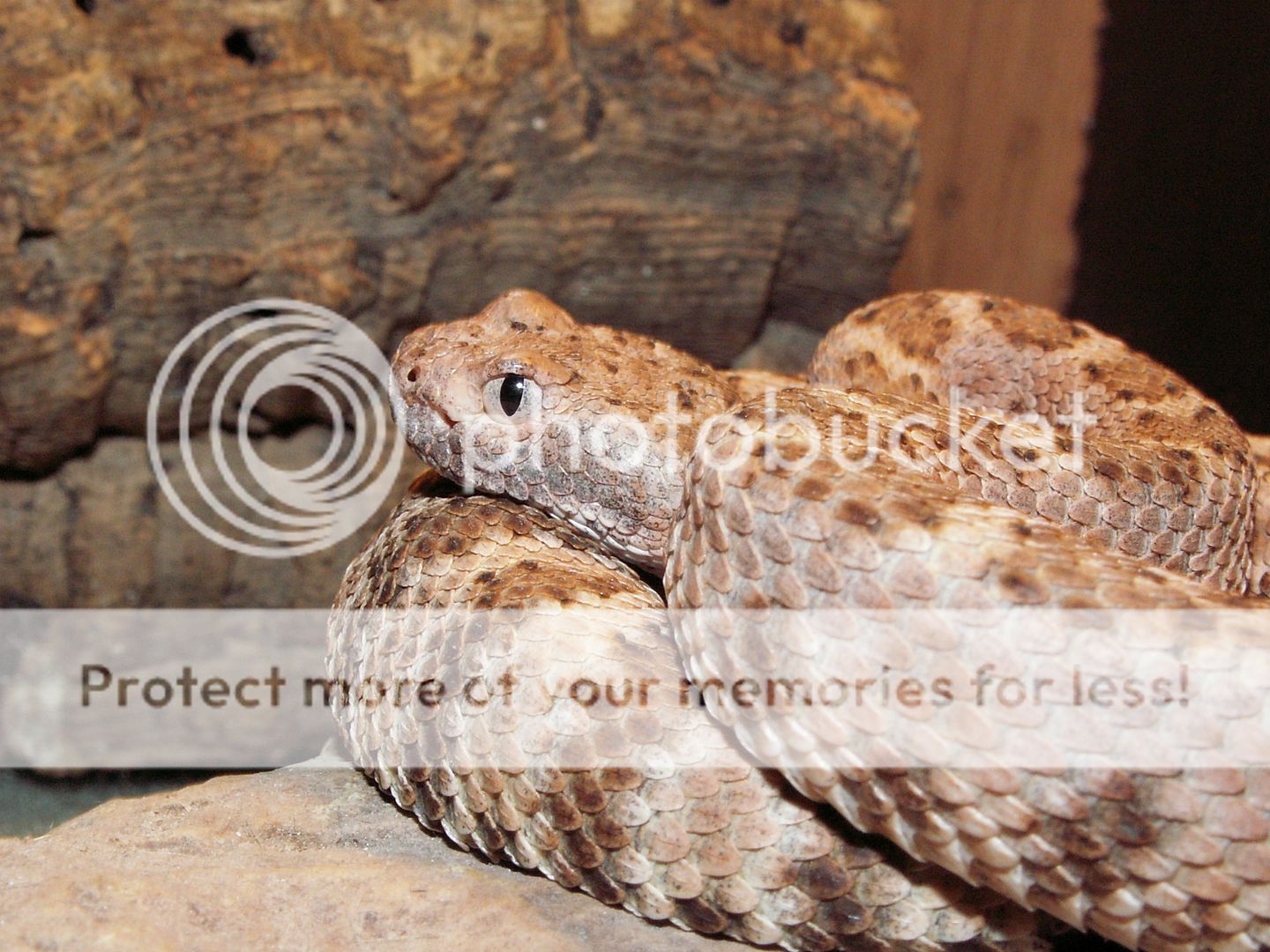 jungle corns and more | Reptile Forums