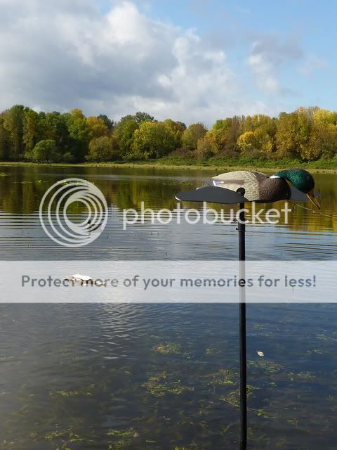 Spinning wing decoys which one? | Duck Hunting Forum