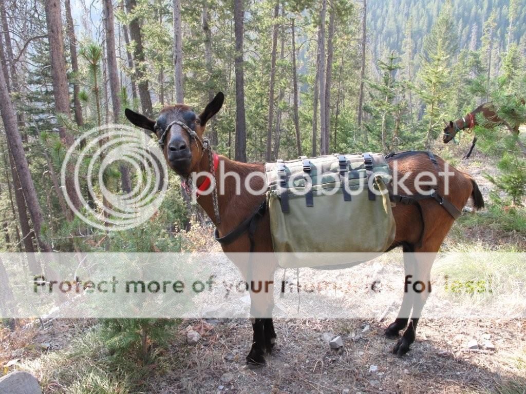 Pack Goats | Page 14 | Long Range Hunting Forum – Expert Gear Reviews ...