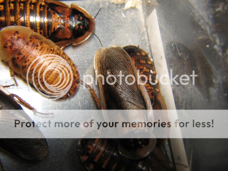 B.dubia and mutants/ hybrids | Arachnoboards