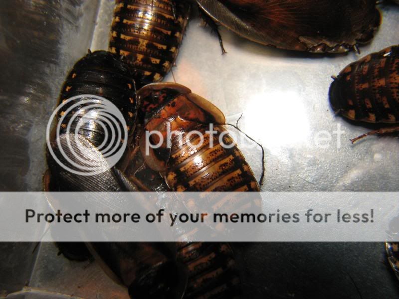 B.dubia and mutants/ hybrids | Arachnoboards