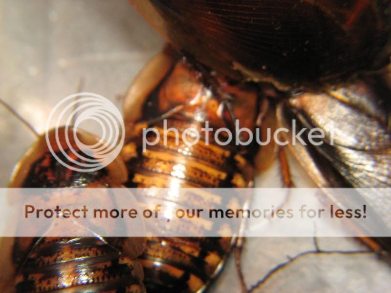 B.dubia and mutants/ hybrids | Arachnoboards