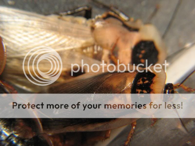 B.dubia and mutants/ hybrids | Arachnoboards