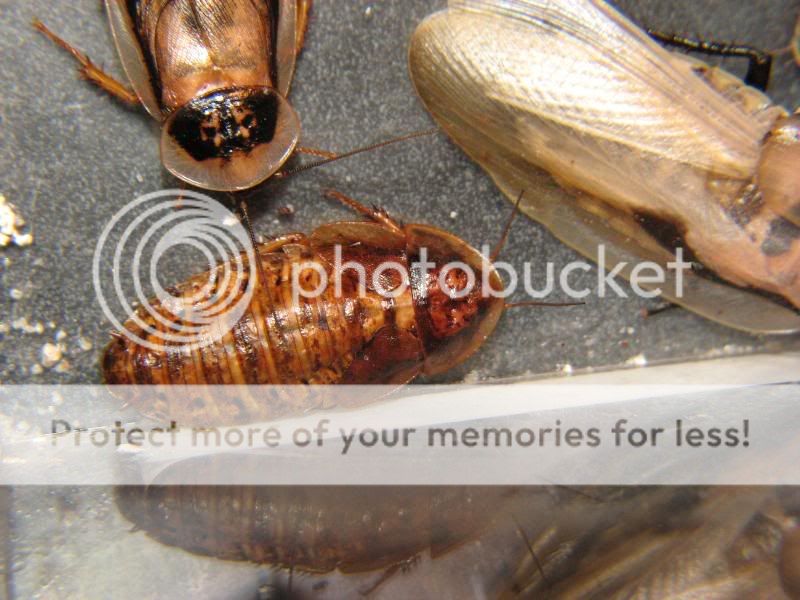 B.dubia and mutants/ hybrids | Arachnoboards