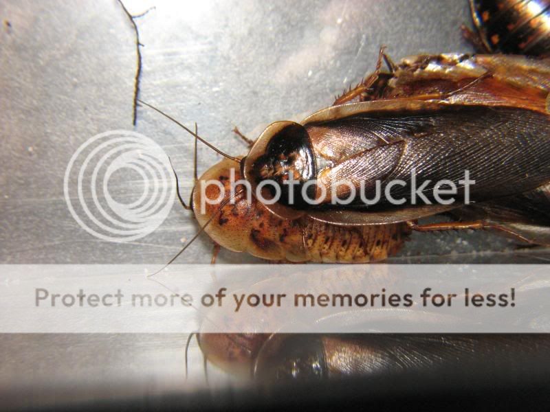 B.dubia and mutants/ hybrids | Arachnoboards