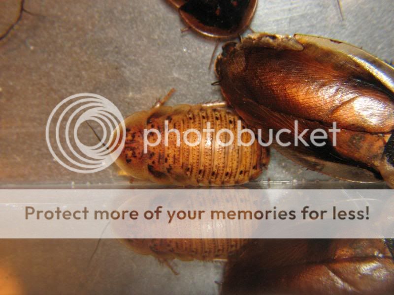 B.dubia and mutants/ hybrids | Arachnoboards