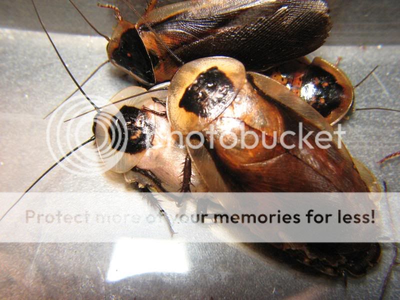 B.dubia and mutants/ hybrids | Arachnoboards