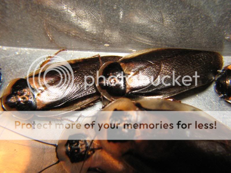 B.dubia and mutants/ hybrids | Arachnoboards