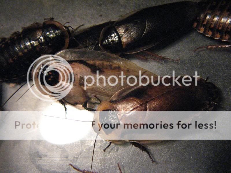 B.dubia and mutants/ hybrids | Arachnoboards