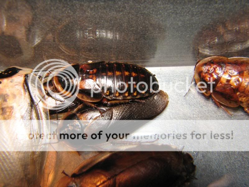 B.dubia and mutants/ hybrids | Arachnoboards