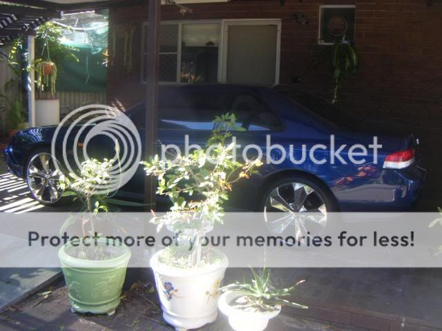 FS:19" Rims:Vault-Savannah Chrome - Perth-WRX.com