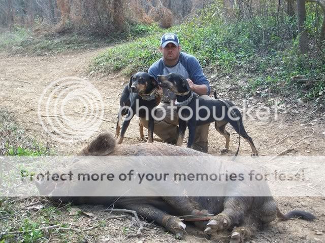 UKC Forums - Currs, Plotts or walkers?