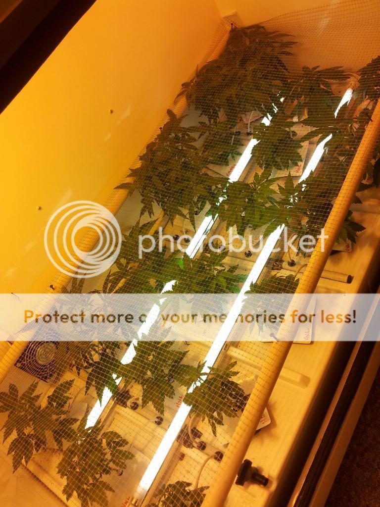 3 Box HYDRO ScrOG setup. Weeks of photos. Come TEACH and LEARN ...