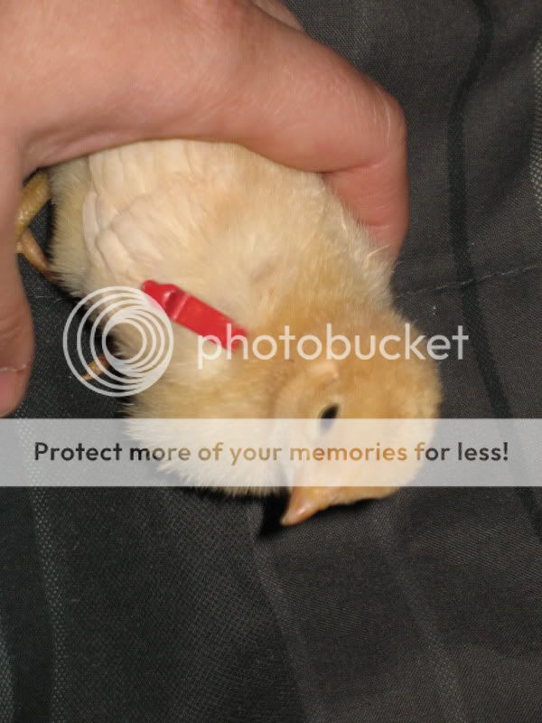 banded pullet | BackYard Chickens - Learn How to Raise Chickens