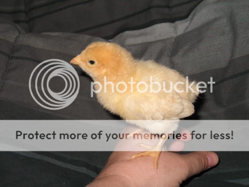 banded pullet | BackYard Chickens - Learn How to Raise Chickens